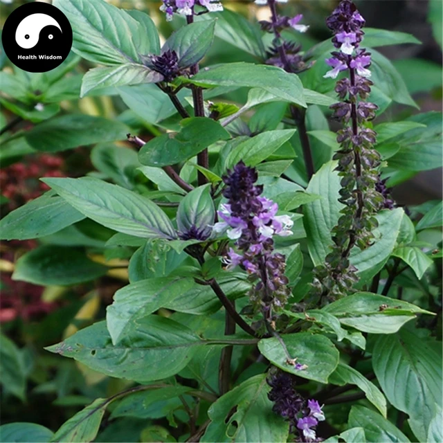 Buy Clove Basil Herb Semente 200pcs Plant Ocimum Gratissimum For Luo Le ...