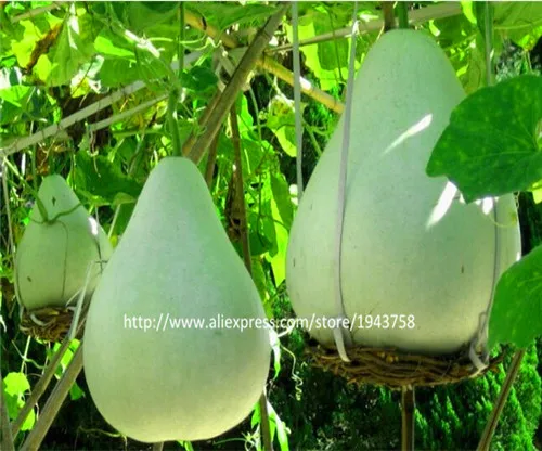 Dipper gourd, turbinate calabash plant, gourd plant - 10 particles