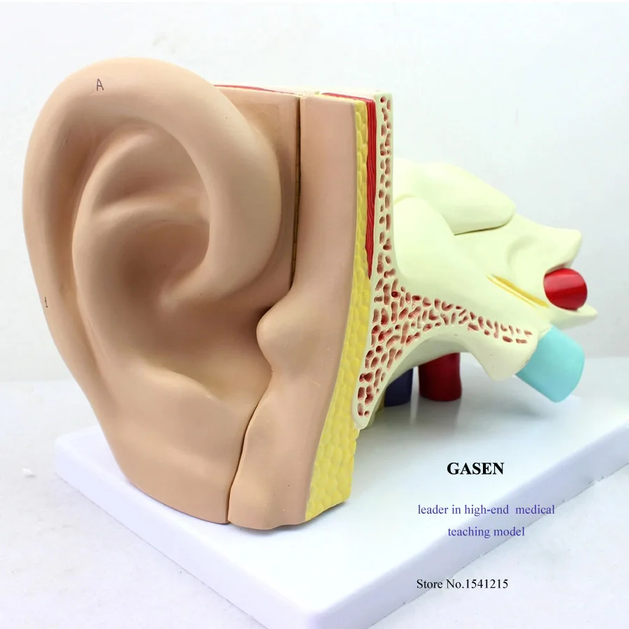MEDICAL HUMAN EAR MODEL OTOLARYNGOLOGY AUDITORY SYSTEM MODEL EAR ...