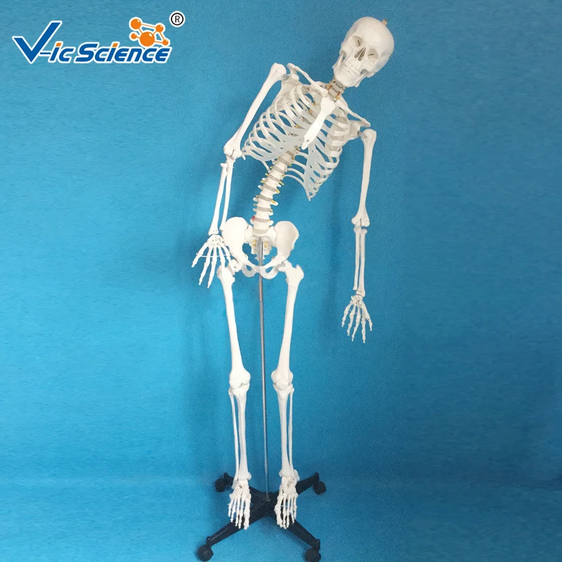 100% Direct Factory 180 Cm Full Size Human Skeletal Model - Educational ...