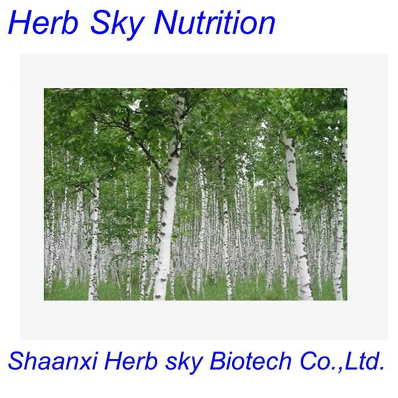 Birch Extract/white birch extract / birch leaf extract 100g/lot|lot lot ...