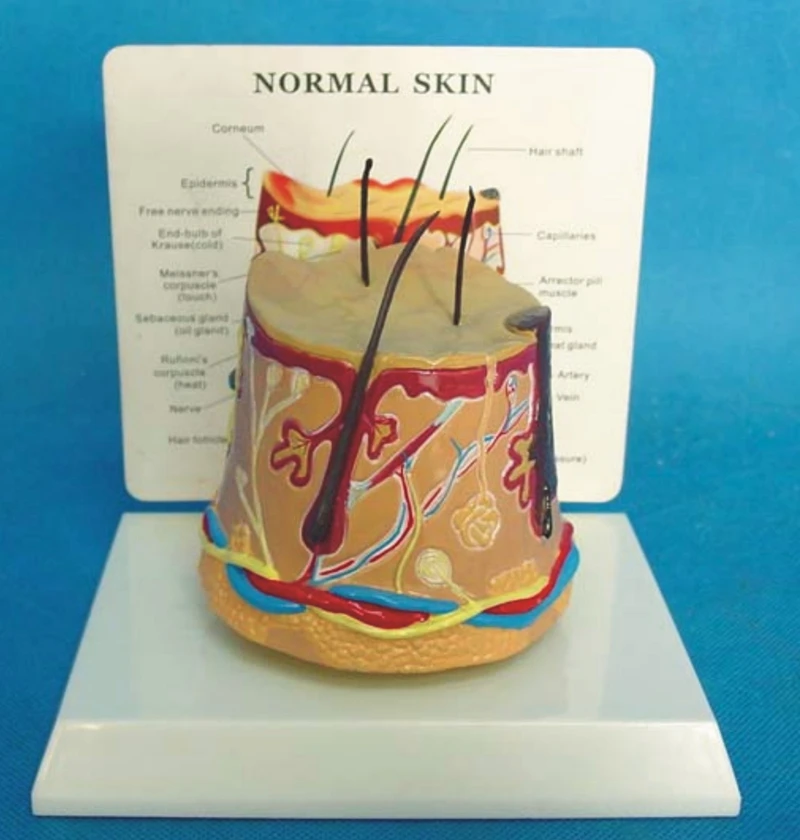 Hair Growing Process The Anatomy of The Skin Model Human Anatomy Model ...