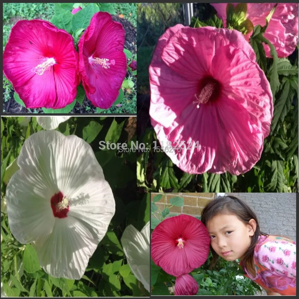 50pcs Fresh Real GIANT Hibiscus Flower semillas *Dinner Plate *HARDY ...