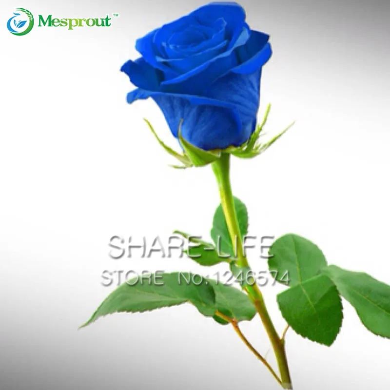 Online Buy Wholesale blue rose from China blue rose Wholesalers ...
