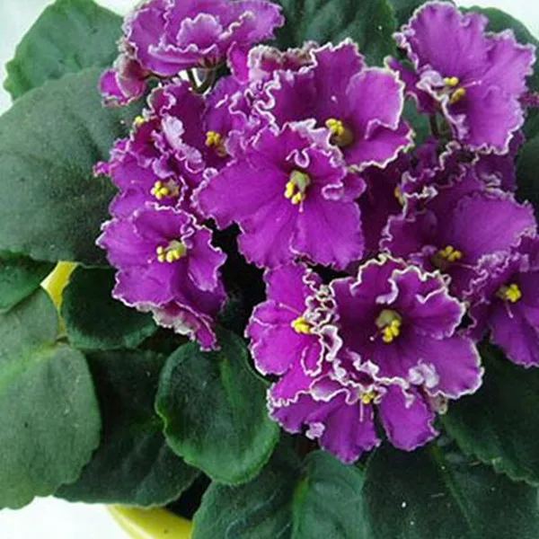 Rare Colours Violet Saintpaulia Seeds, 50pcs/pack – GreenSeedGarden