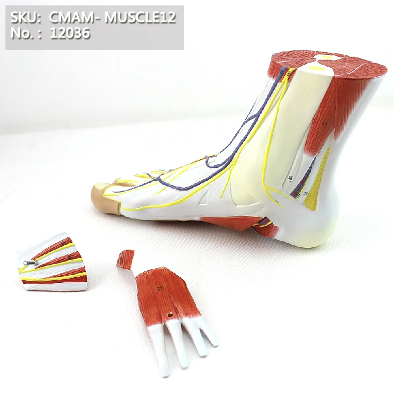 Plastic Human Body For Sale at Jason Lindstrom blog