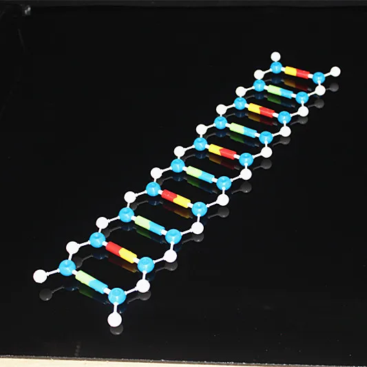 Dna Molecule Model Kit