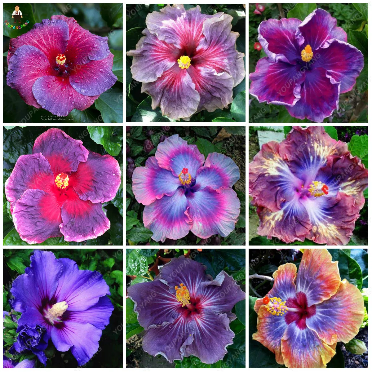 200pcs rare Hibiscus plants beautiful rainbow Hibiscus garden flowers ...