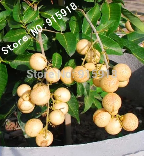 Longan Tree Bonsai
