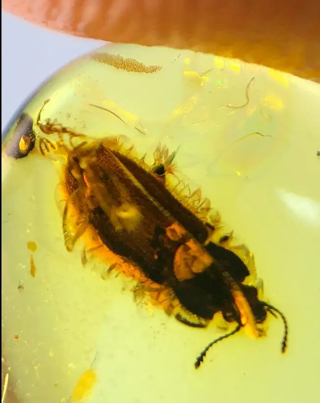 Cretaceous very rare ground beetle burmite Myanmar Amber insect 100 ...