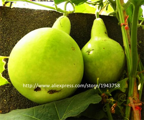 Dipper gourd, turbinate calabash plant, gourd plant - 10 particles