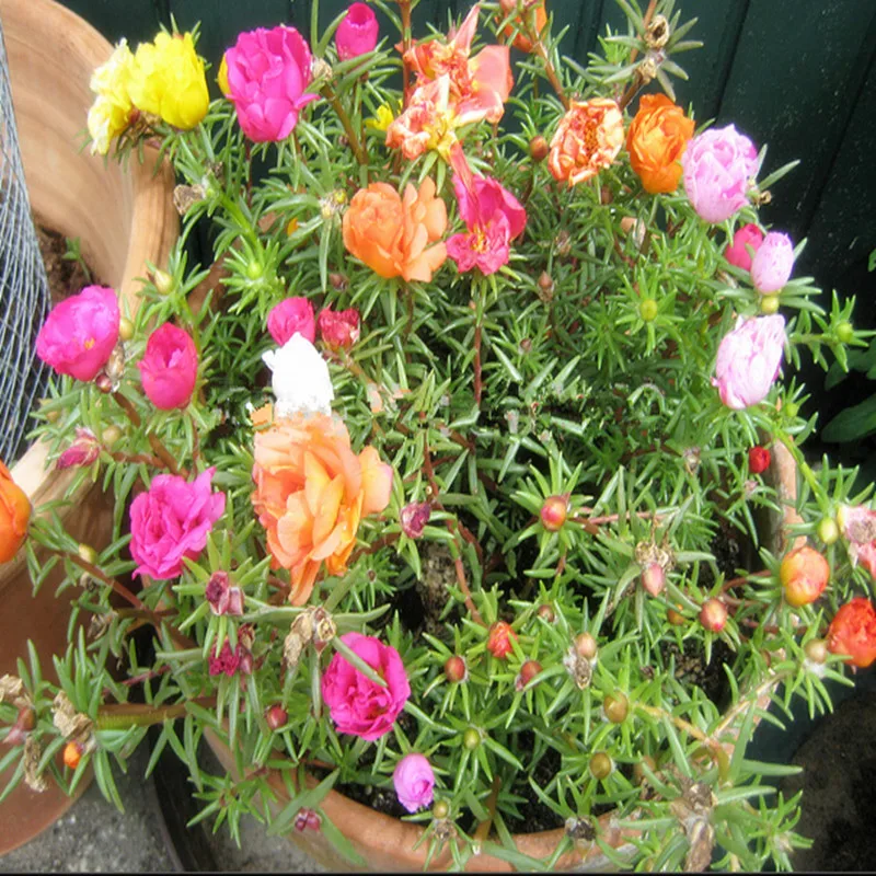 Home Garden Mixed Mexican rose Sun Plant Portulaca Moss Rose Portulaca ...