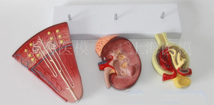3 pcs and Urinary System nephron glomerular renal anatomy Model Kidney ...