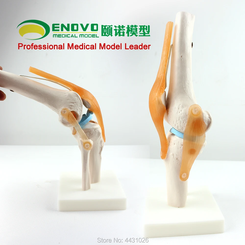 ENOVO-Medical-human-functional-knee-ligament-model-knee-model ...