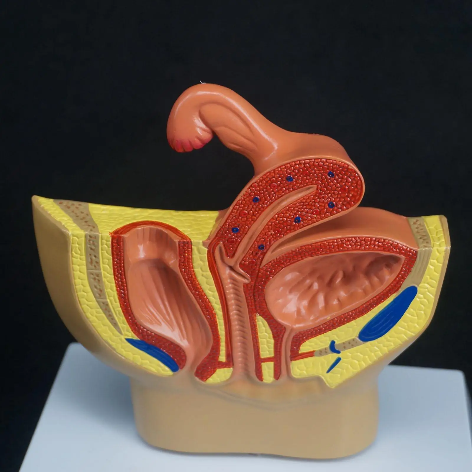 PVC-Female-Pelvic-Gynecological-Model-Urinary-Reproductive-System-for-Medical-Science-Teaching.jpg