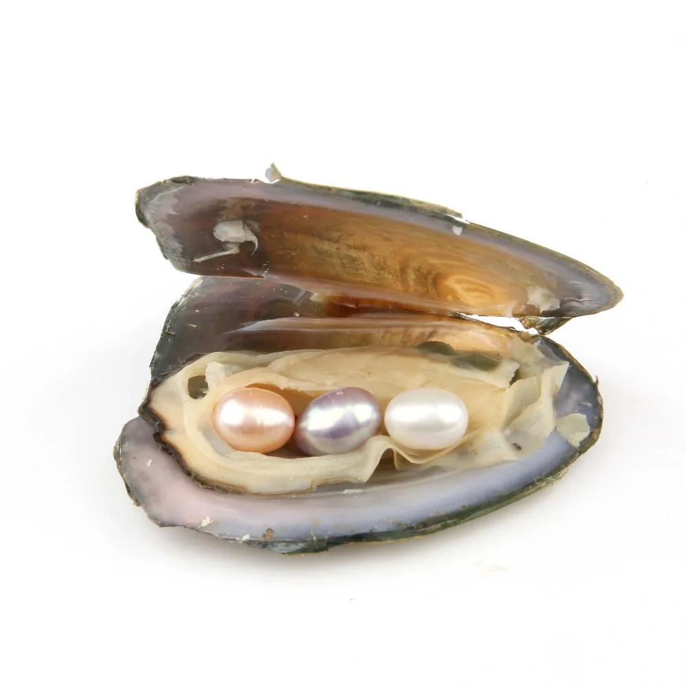 Aliexpress.com : Buy Natural Pearl Shell Freshwater Cultured Pearl ...