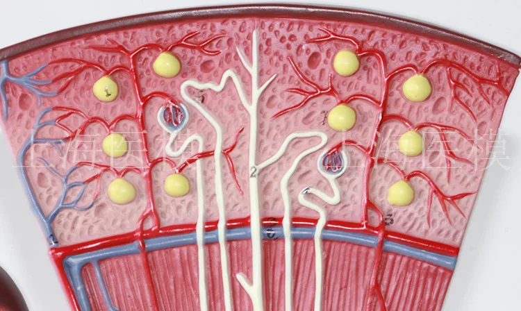 Nephron Kidney Model