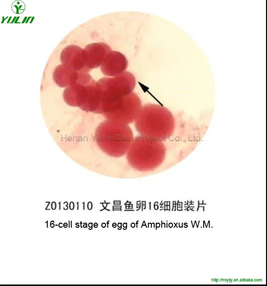 from china from alibaba biological prepared microscope slide, 16 cell ...