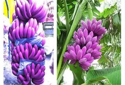 Aliexpress.com : Buy 100 Pcs Rare Rainbow Banana Bonsai,sementes frutas ...