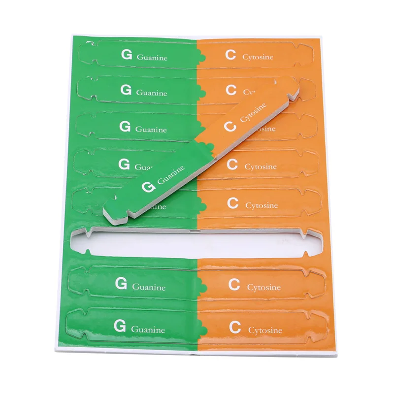 DNA Models Science and Exploration Sets Toys For Kids - GYOBY® TOYS