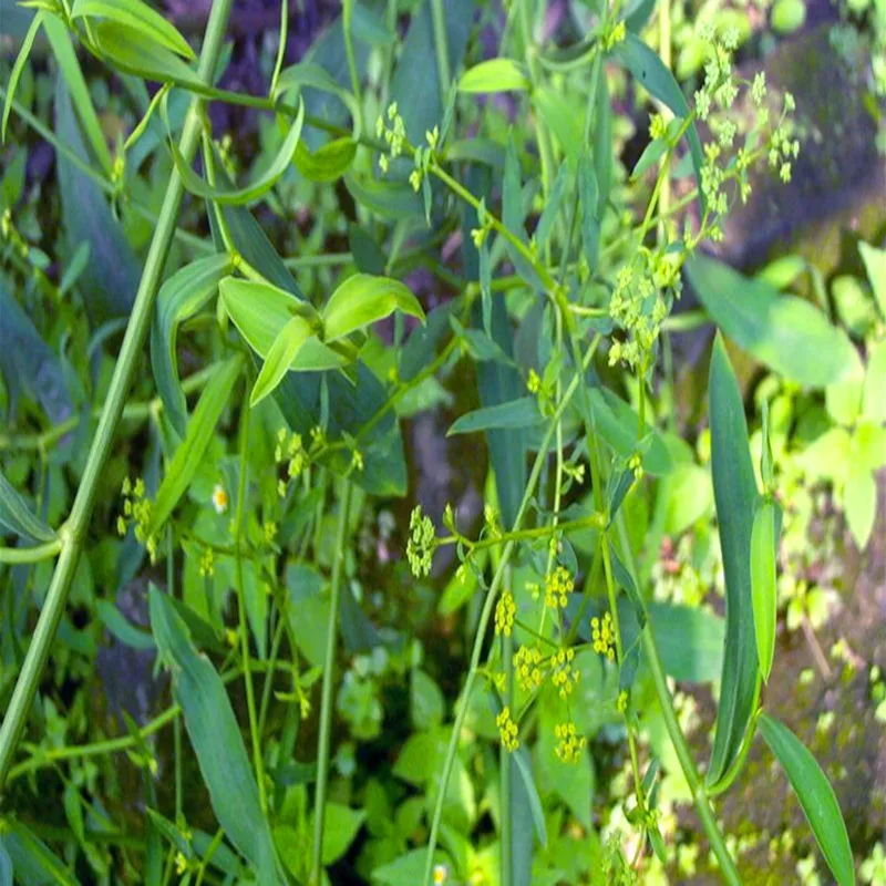 100-1000 г Высокое качество Bupleurum chinense экстракт 20:1 порошок ...