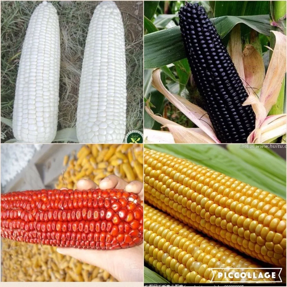 Rare Colorful Red colors White Black corn Yellow colors Fruit maize ...