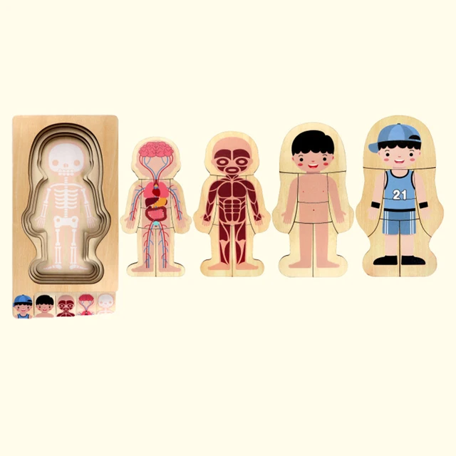 Montessori Educational Children Toys Wooden Human Body Puzzle Boys ...