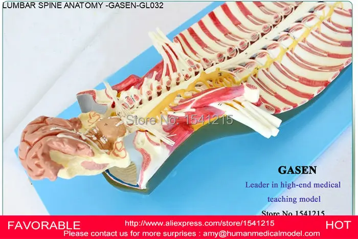 NERVE MODEL SPINAL RIDGE LUMBAR VERTEBRA ANATOMICAL STRUCTURE ANATOMY ...