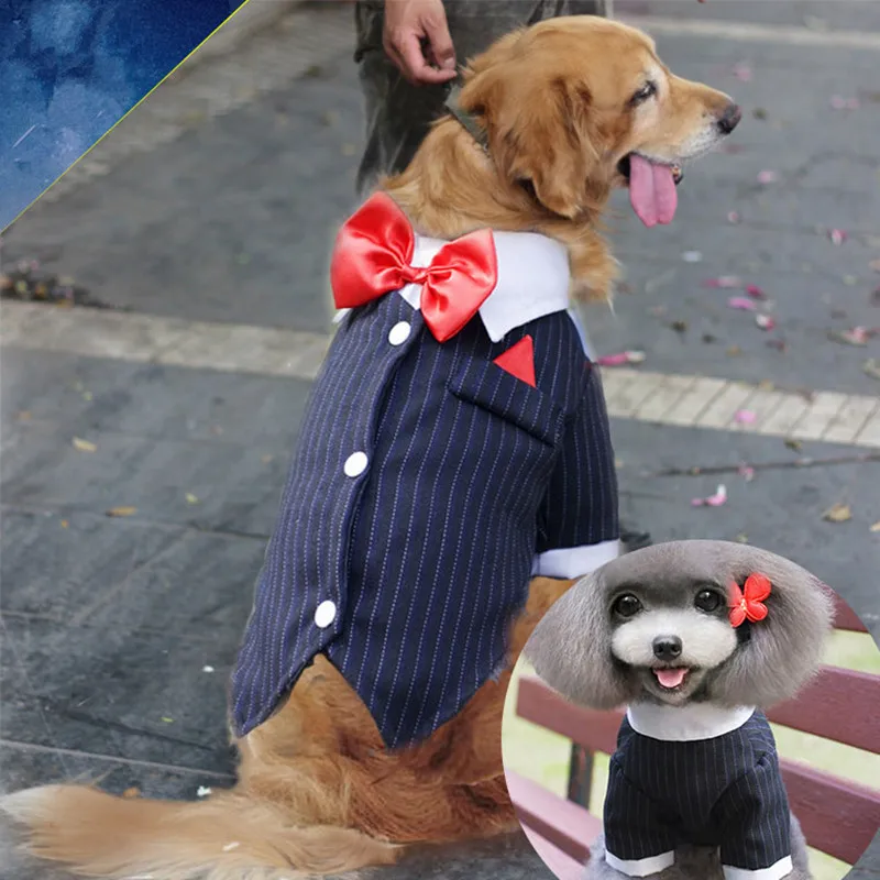 Terno grande Cão Grande Cão Roupas Roupas Pet Brasão Outfit Traje Pug ...