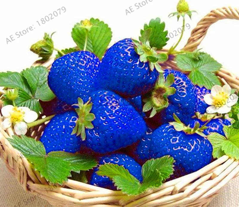 500pcs Sweet Blue Strawberry Plants Fruit Vegetable Bonsai Nutritious ...