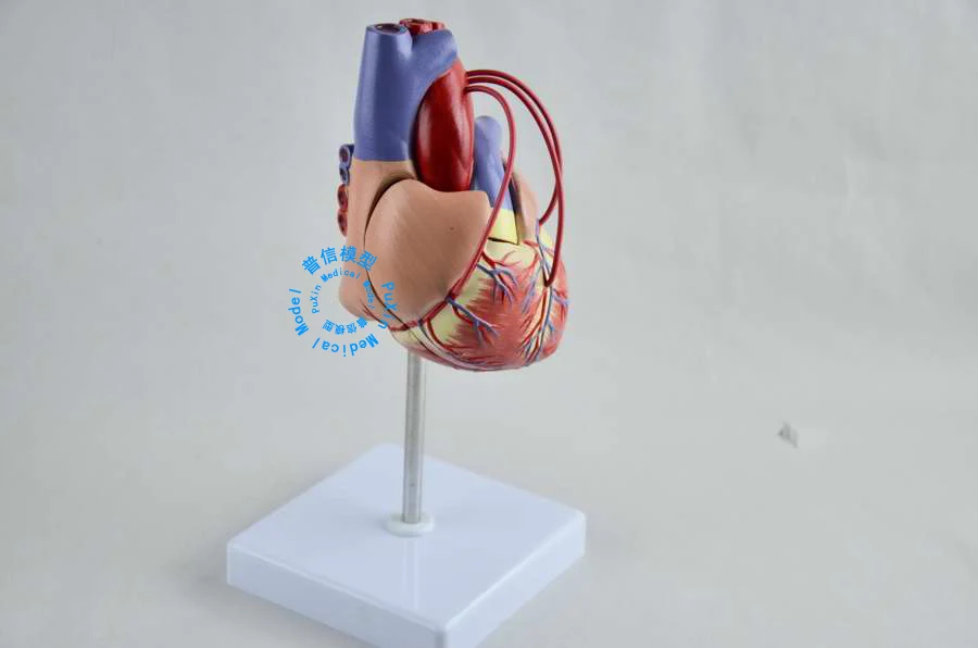 Free shipping&heart bypass model, Human heart model ,Coronary heart ...