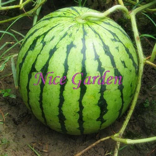 Purple Watermelons