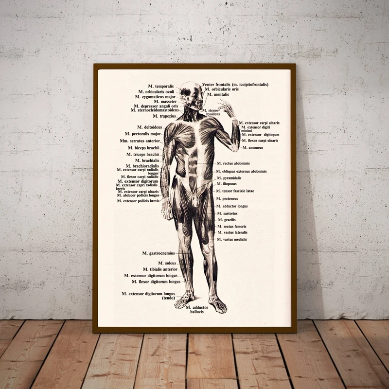 Human Body Front and Back Two Vintage Posters And Prints Medicine ...