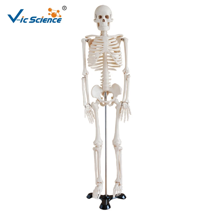 Human Skeleton Model Full Size