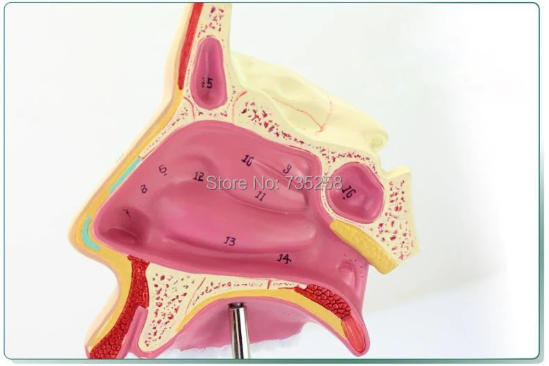 Nasal Anatomy Model,Nasal Structure Model,Nose Model,Nasal Bone - buy ...