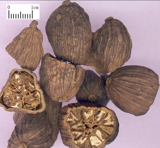 Chinese-Food-Condiment-Amomum-Tsaoko-Dried-Fruit-Natural-Ecological ...