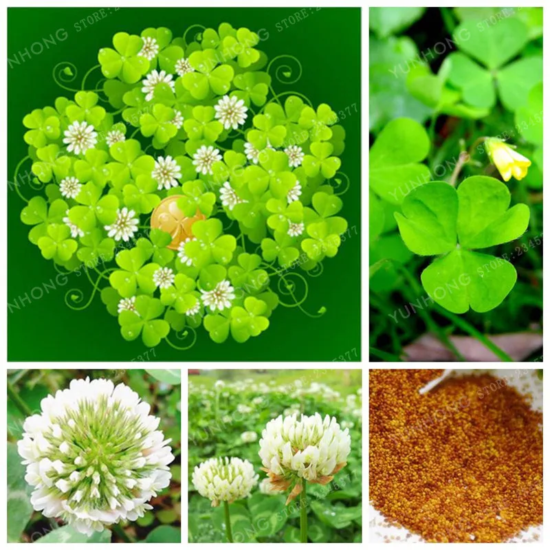 White Clover Seed