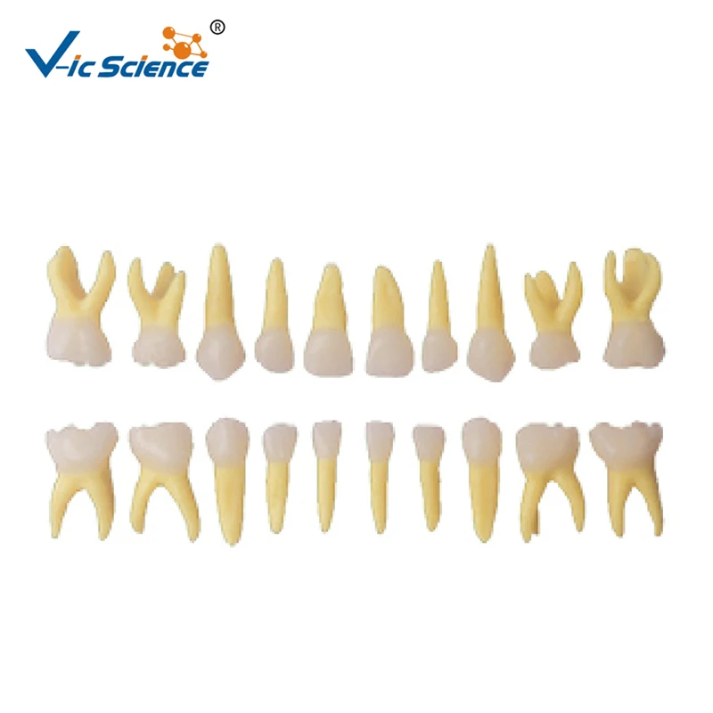 Oral Anatomical Primary Teeth Model - Educational Equipment - AliExpress
