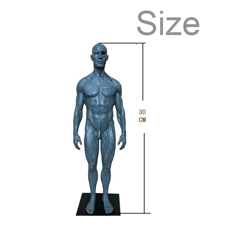 30cm Height Human Anatomical Anatomy Skull Blood Sculpture Head Body ...