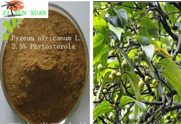 Pygeum Bark Extract Pygeum Africanum Extract Pygeum Africanum L 25 Phytosterols 300g On
