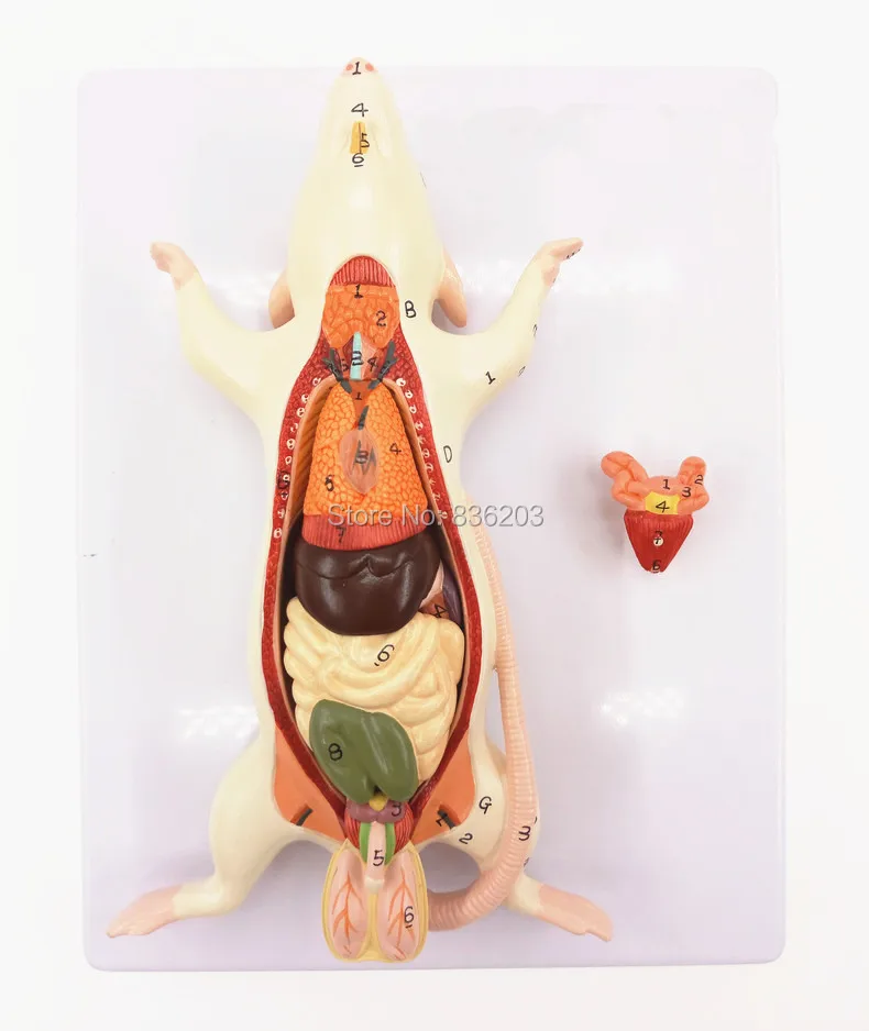 Rat Dissection Model 6 part Numbered Life size Model anatomy skeleton ...