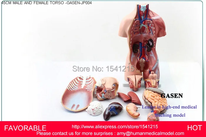 TORSO ANATOMICAL MUSCLE ANATOMY MEDICAL DUMMY MEDICAL MANNEQUIN MUSCLE ...
