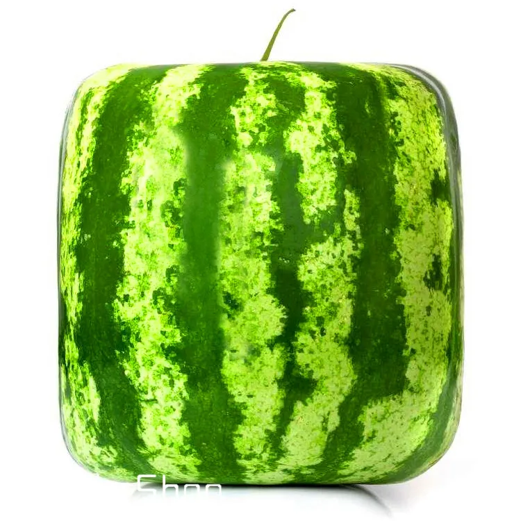 Square Watermelon Seeds