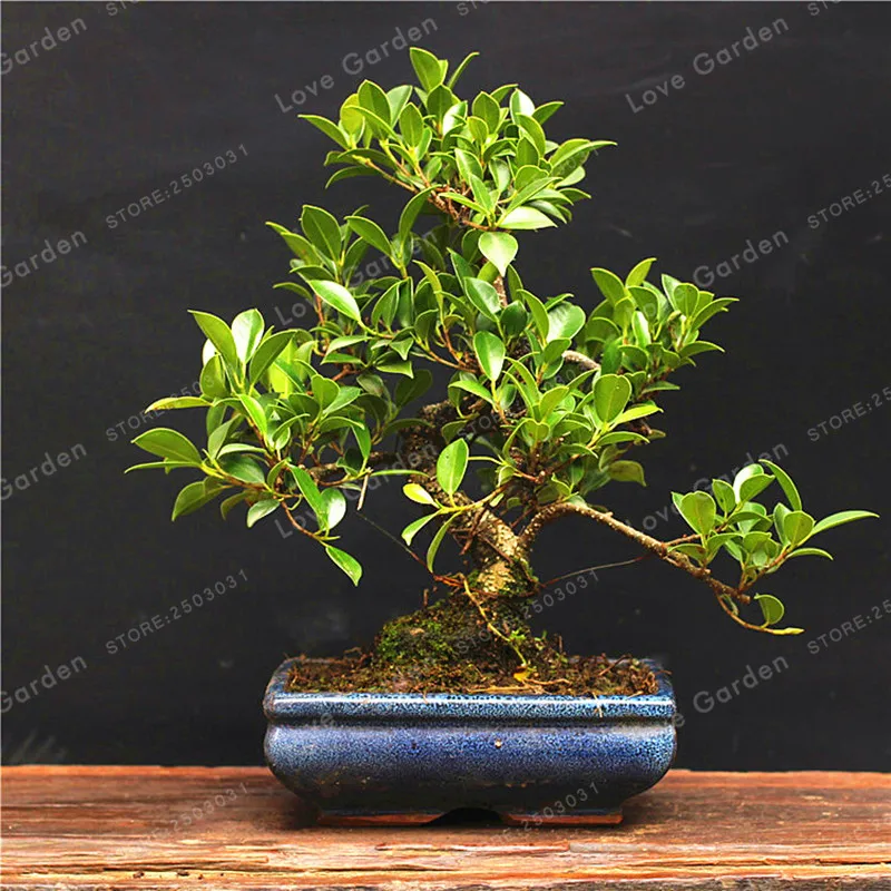 20Pcs Rare Ficus Microcarpa Tree Seeds - Pure Bonsai