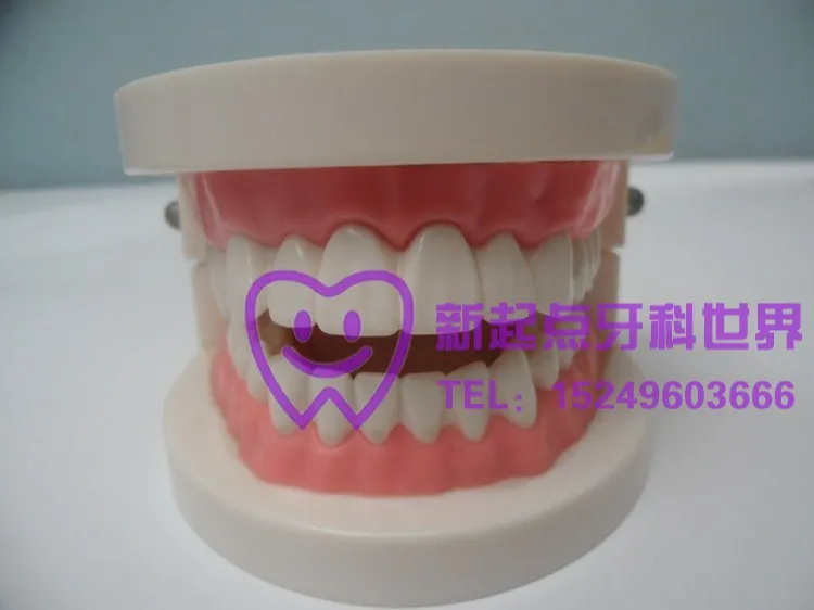 Child-tooth-model-Children-s-oral-dental-model-early-childhood-teaching ...