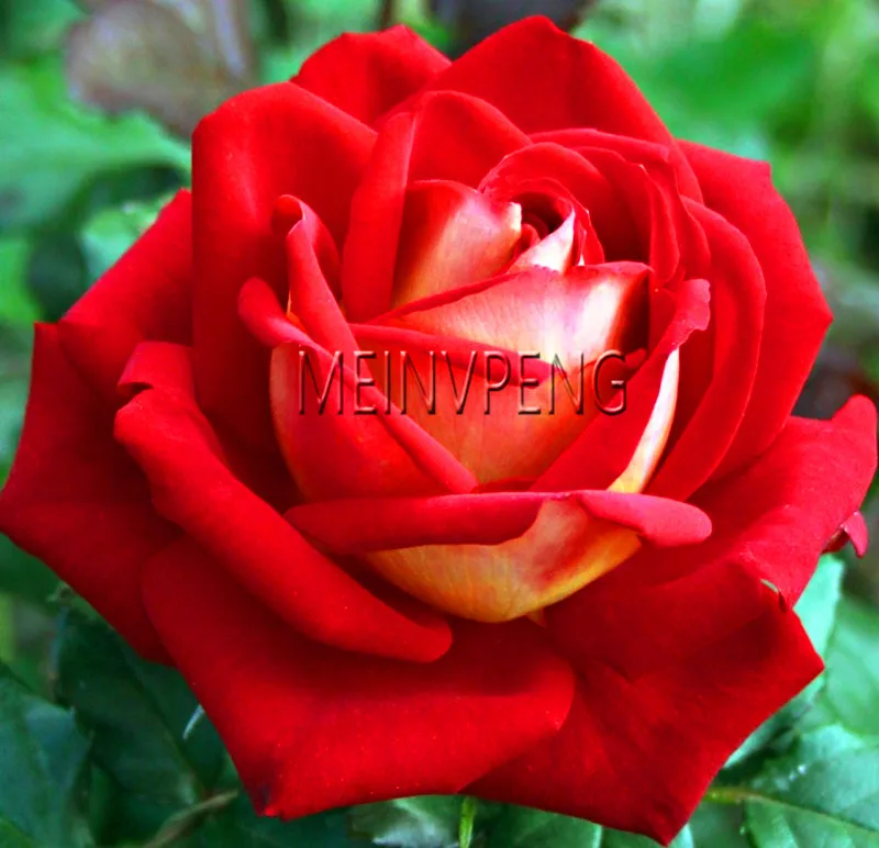 Sale!rare Holland Rainbow Rose Bonsai Flower Home Garden Rare Plants ...