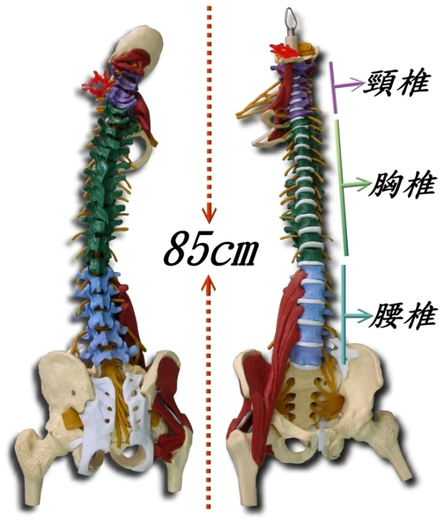 The Body Of The Spine Band Belt Spine Model Colored Spine Model ...