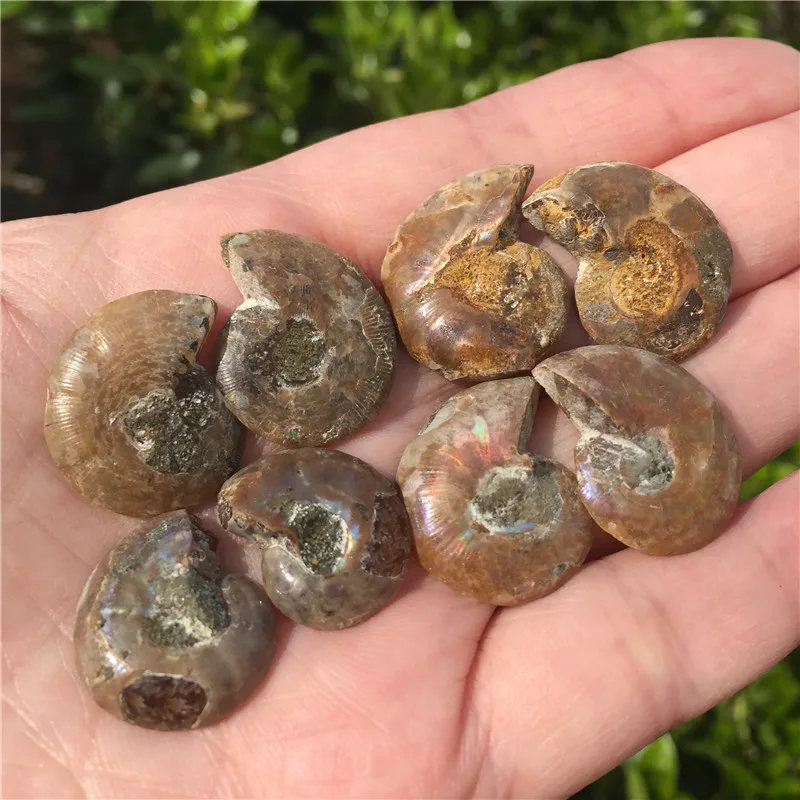 4 Pair Natural Rainbow Split Ammonite Fossil Specimen Ammolite Ocean ...