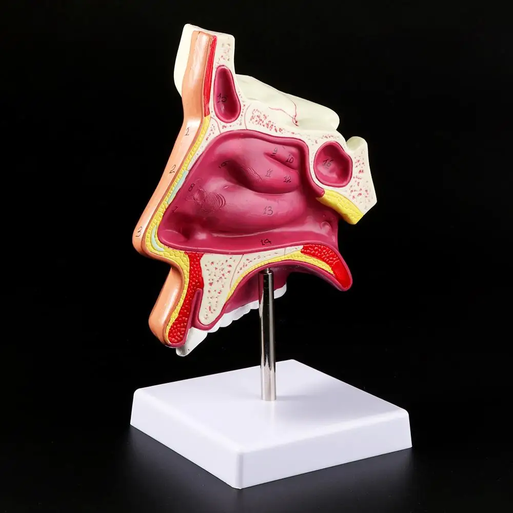 Human Nasal Cavity Anatomy Model Medical Nose Cavity Structure For ...