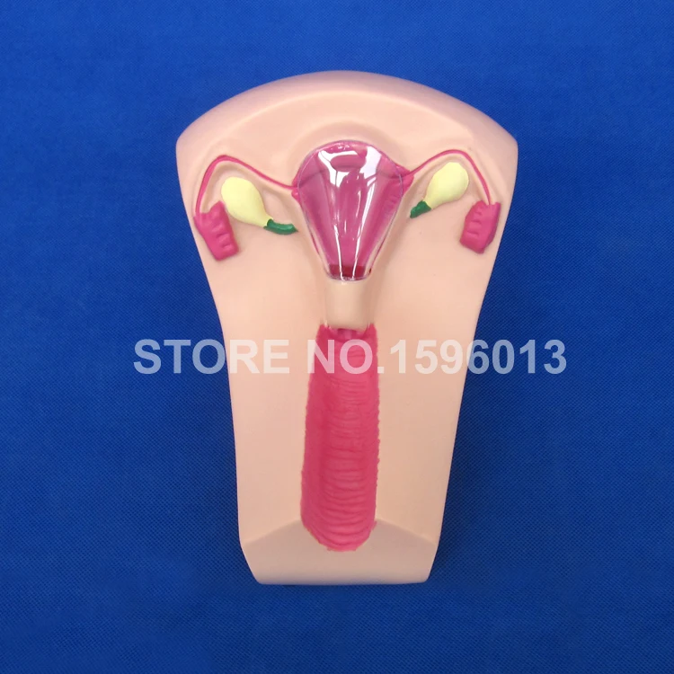 ContraceptiIon Teaching Model IUD Training Simulator Female Uterus ...